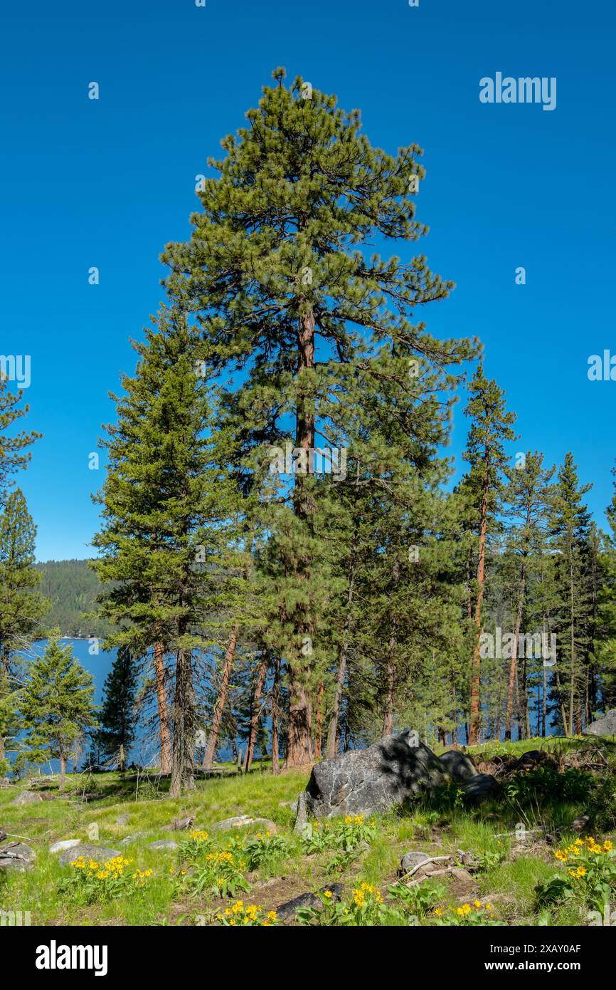 Ponderosa hi-res stock photography and images - Alamy