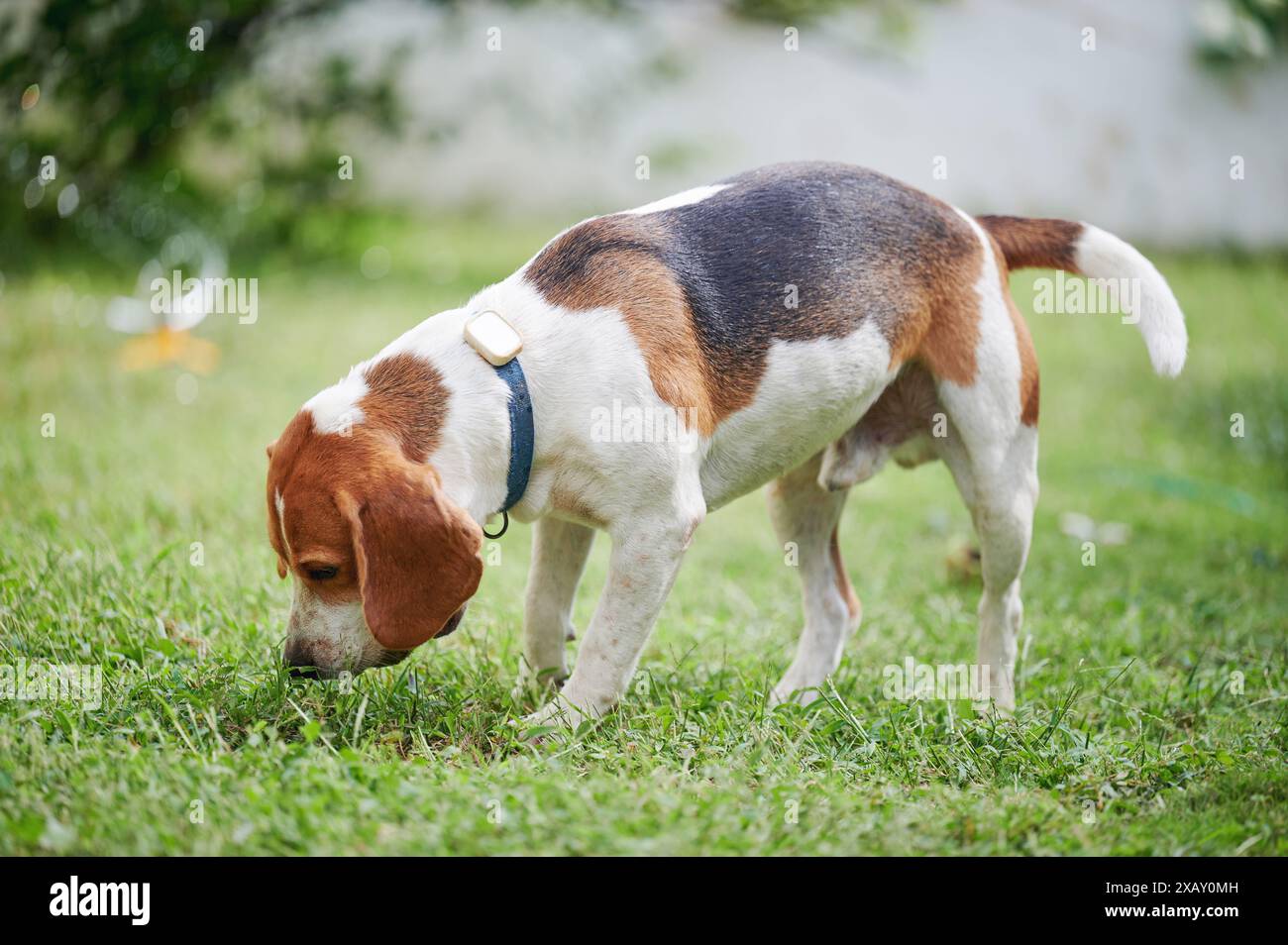 Tracking dog activity theme with smart electronic collar Stock Photo ...
