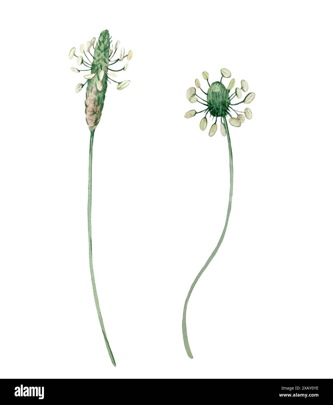 Psyllium plantain Cut Out Stock Images & Pictures - Alamy