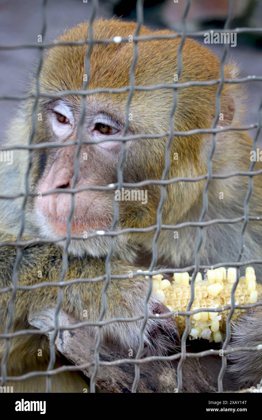 Sad monkey hi-res stock photography and images - Alamy