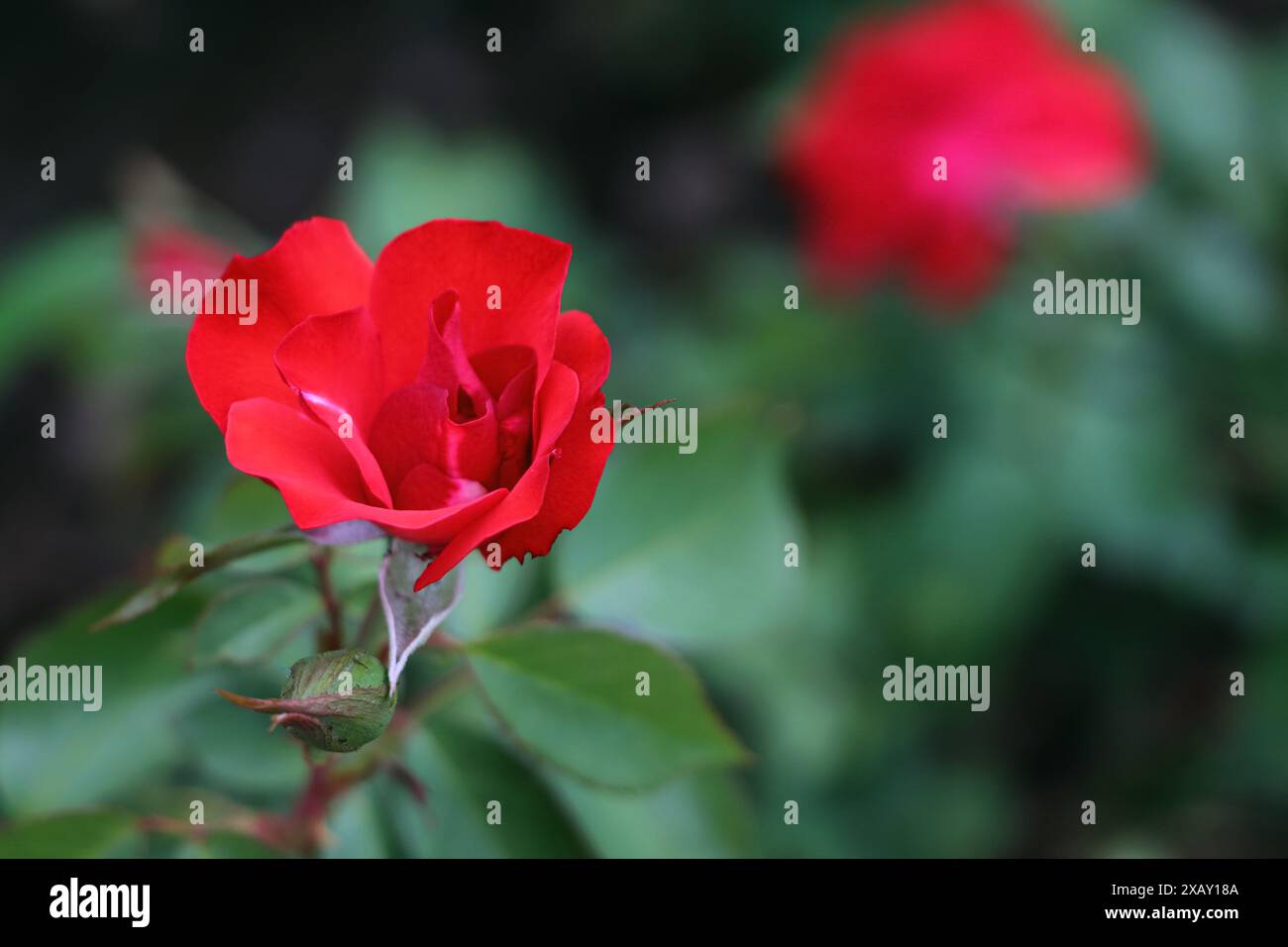 Red roses growing on hi-res stock photography and images - Alamy