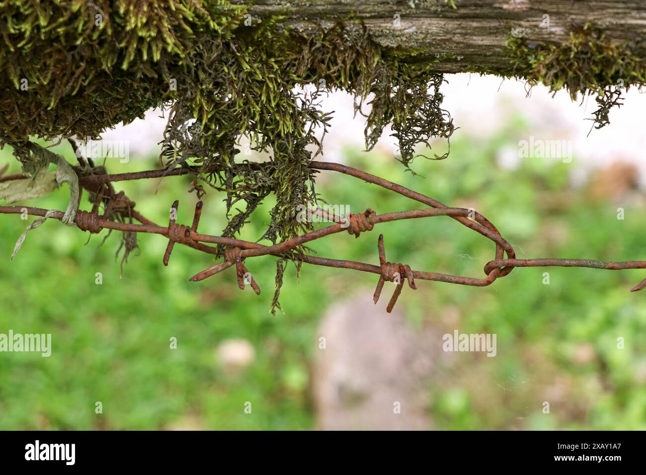 Old rusty barbed wire on the border Stock Photo - Alamy