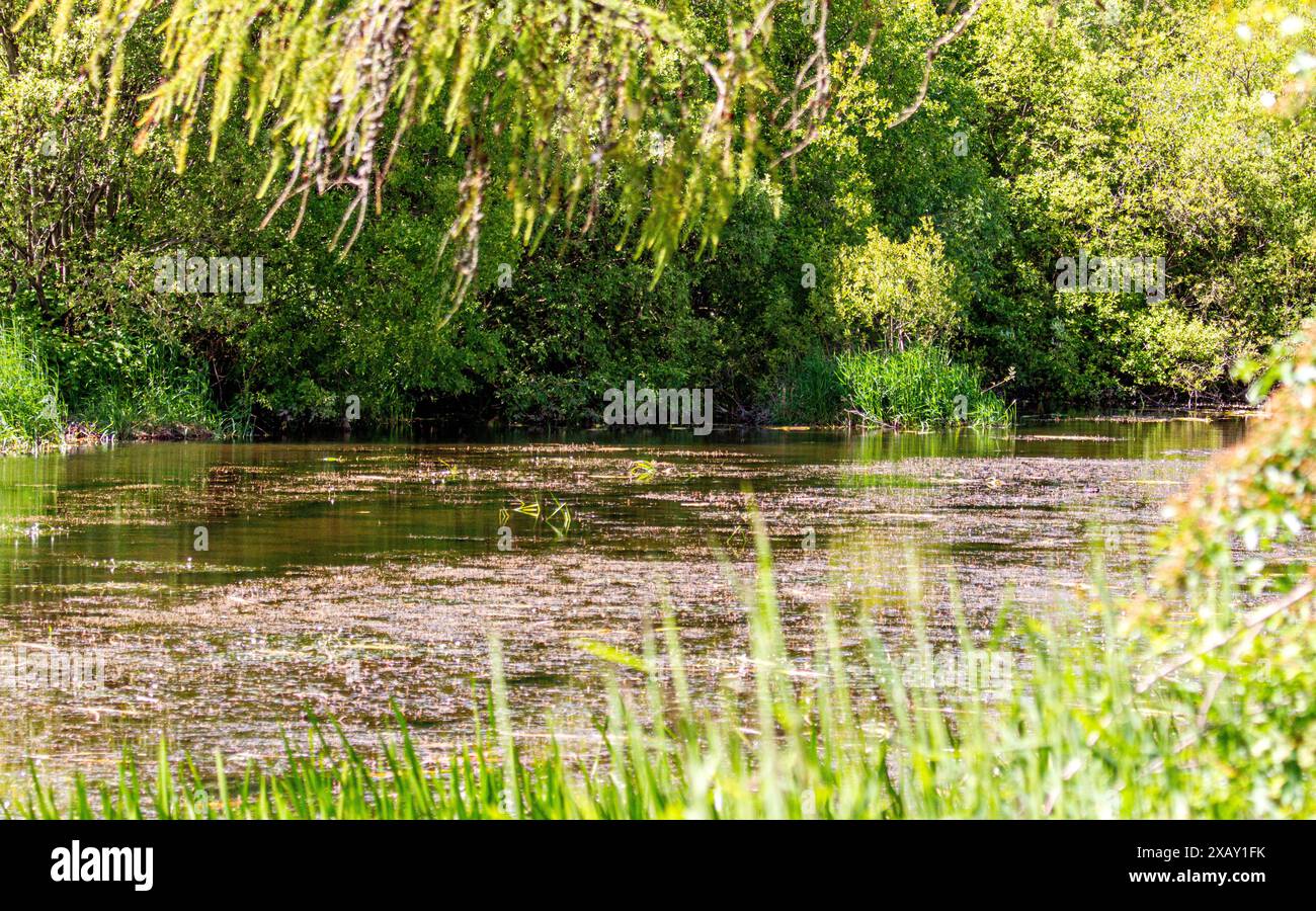 Trottick Mill Ponds, with its Wildlife and Nature Reserve in Dundee ...