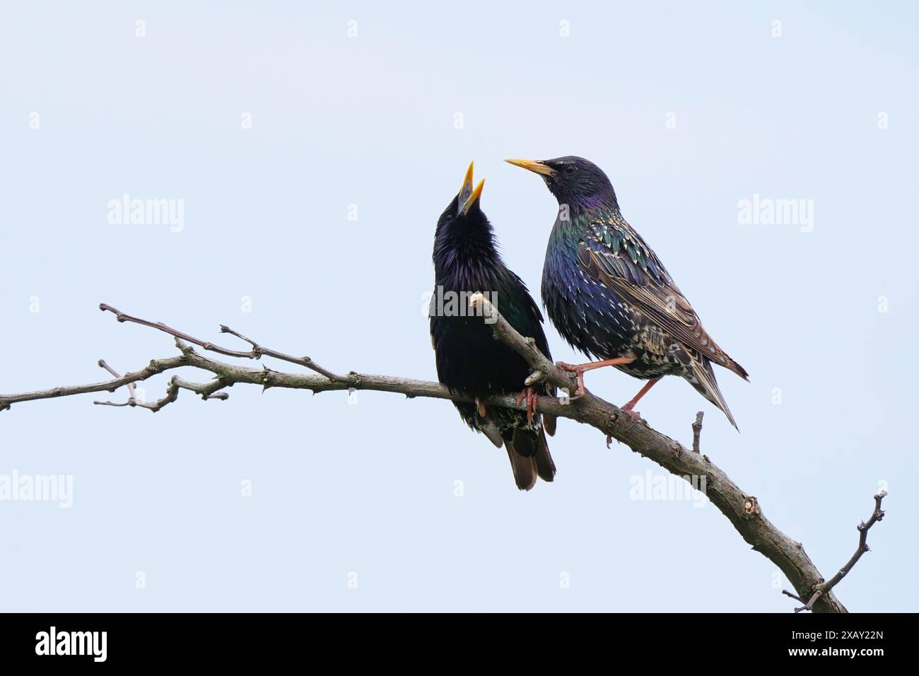 Common starlings mating (Sturnus vulgaris). Male and female birds ...