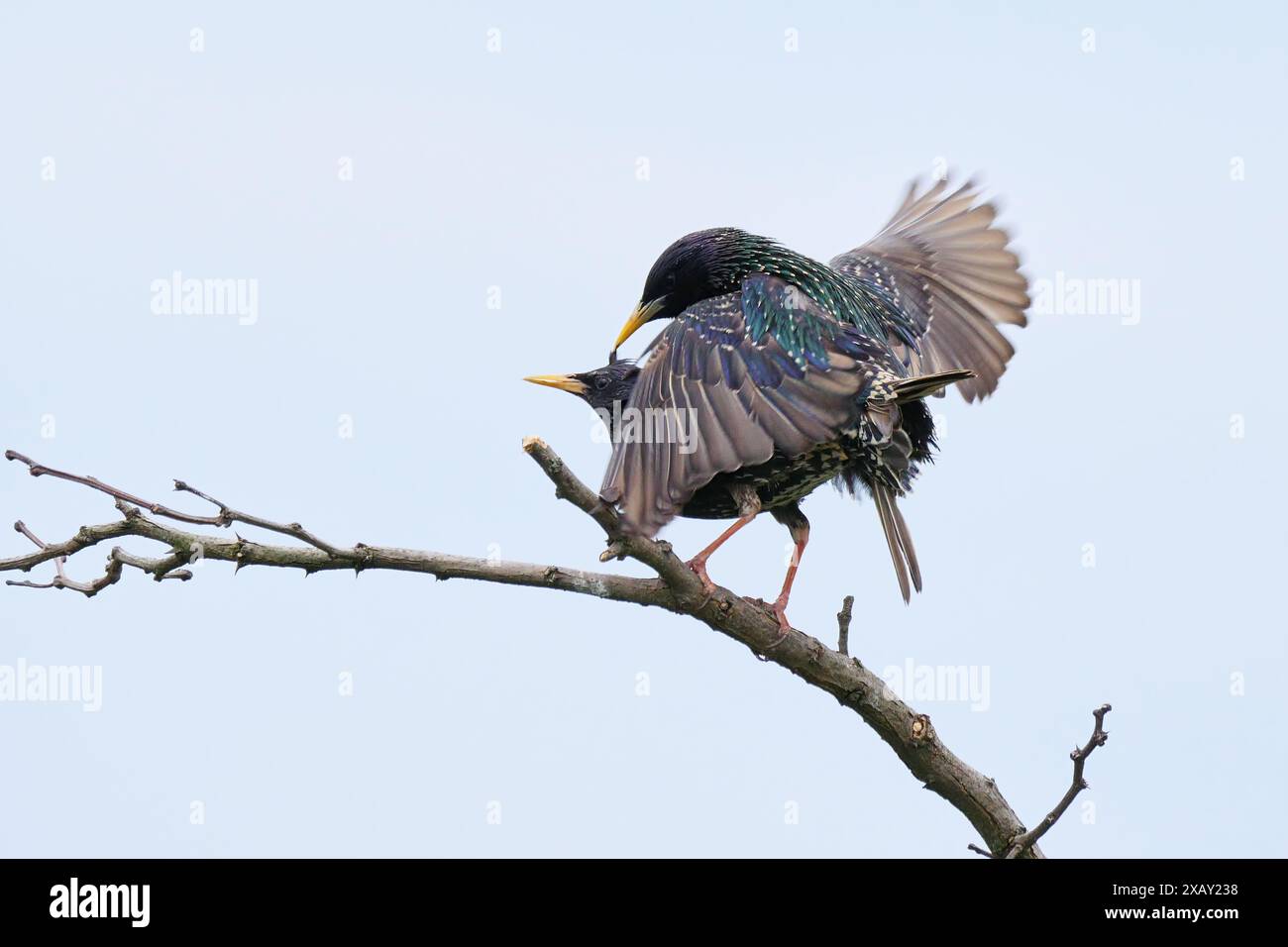 Common starlings mating (Sturnus vulgaris). Male and female birds ...