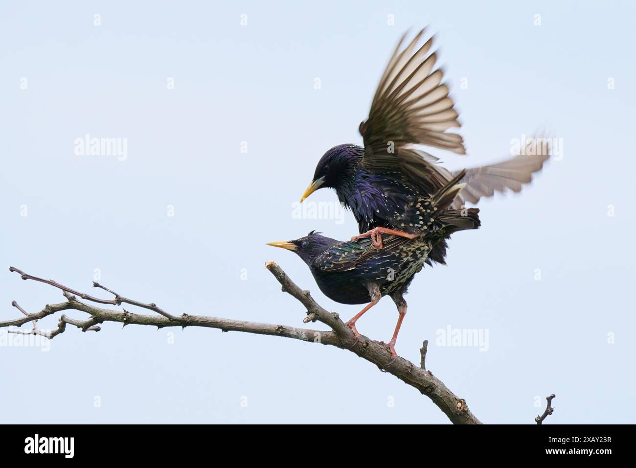 Common starlings mating (Sturnus vulgaris). Male and female birds ...