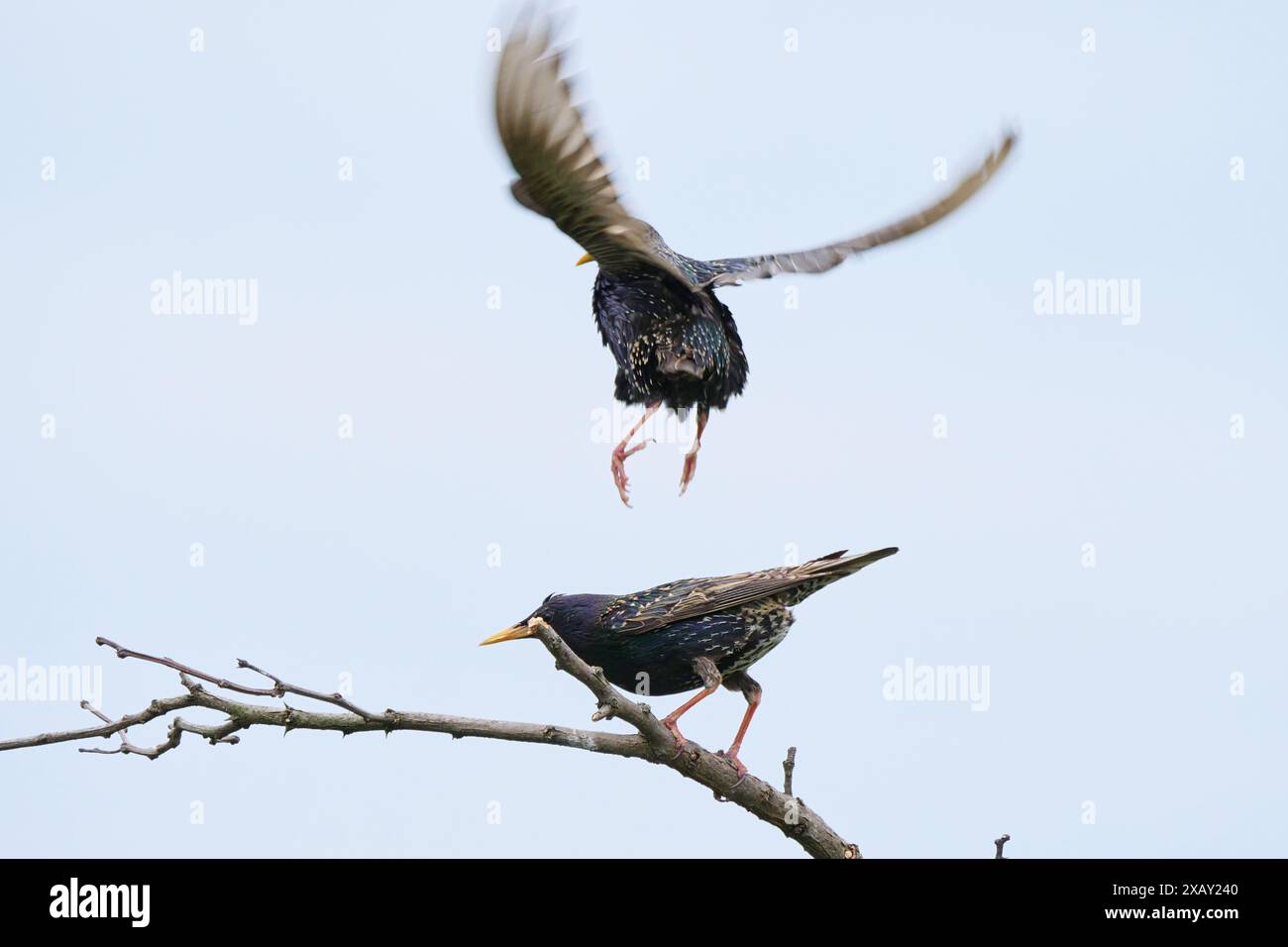 Common starling bird in flight (Sturnus vulgaris Stock Photo - Alamy