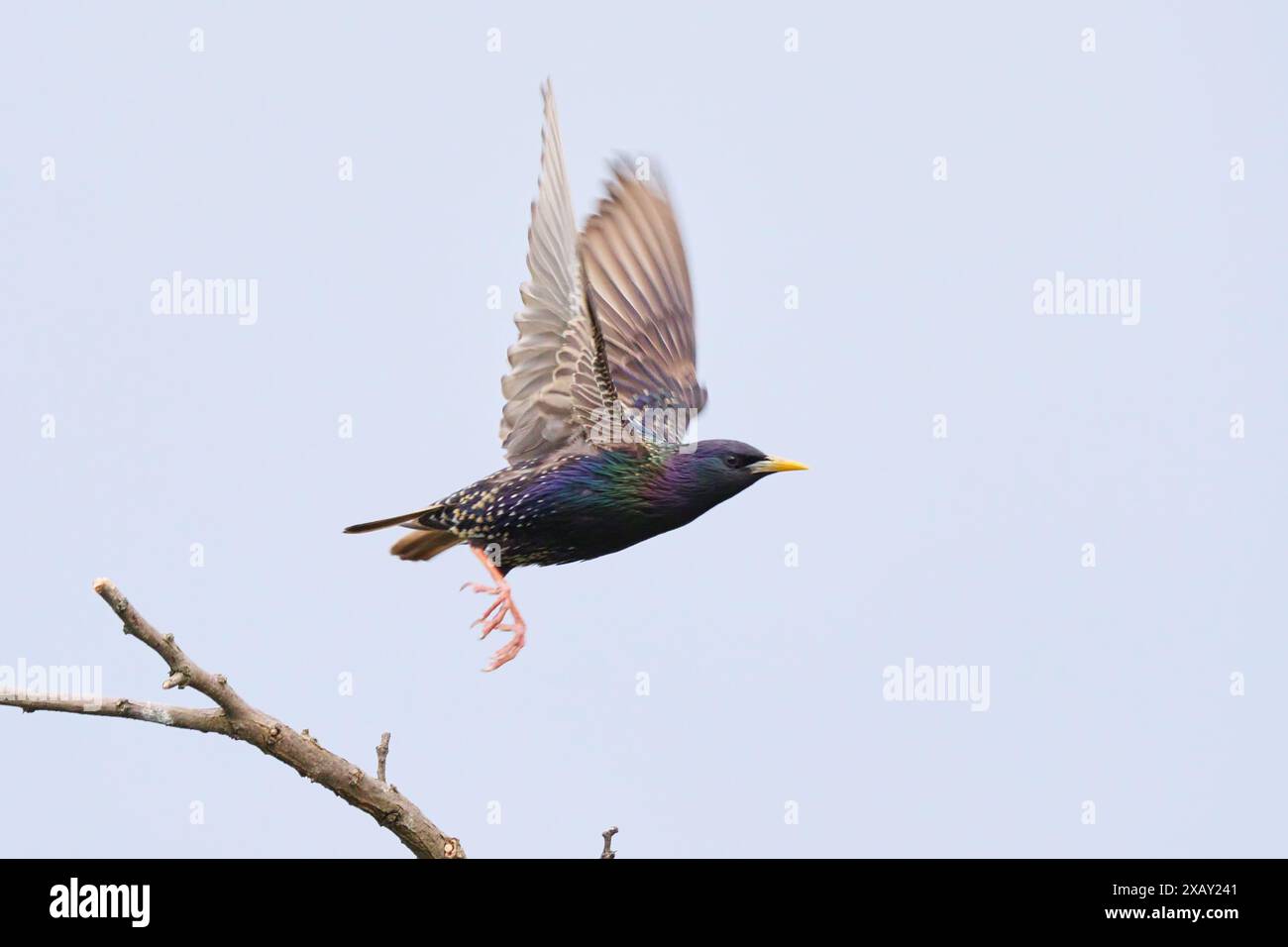 Common starling bird in flight (Sturnus vulgaris Stock Photo - Alamy