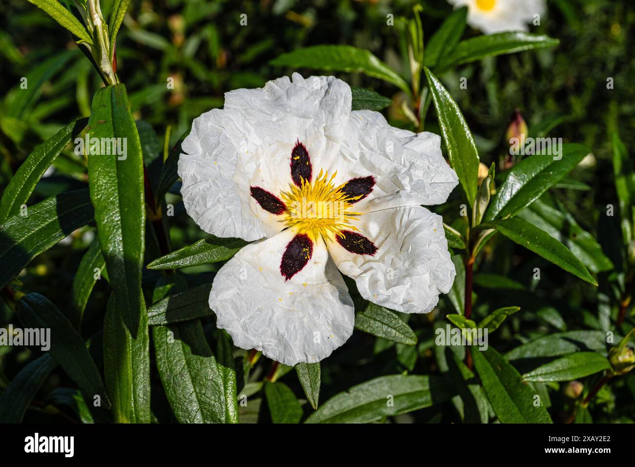 Cistus ladanifer, Rockrose flowers or Labdanum at the Archaeological ...
