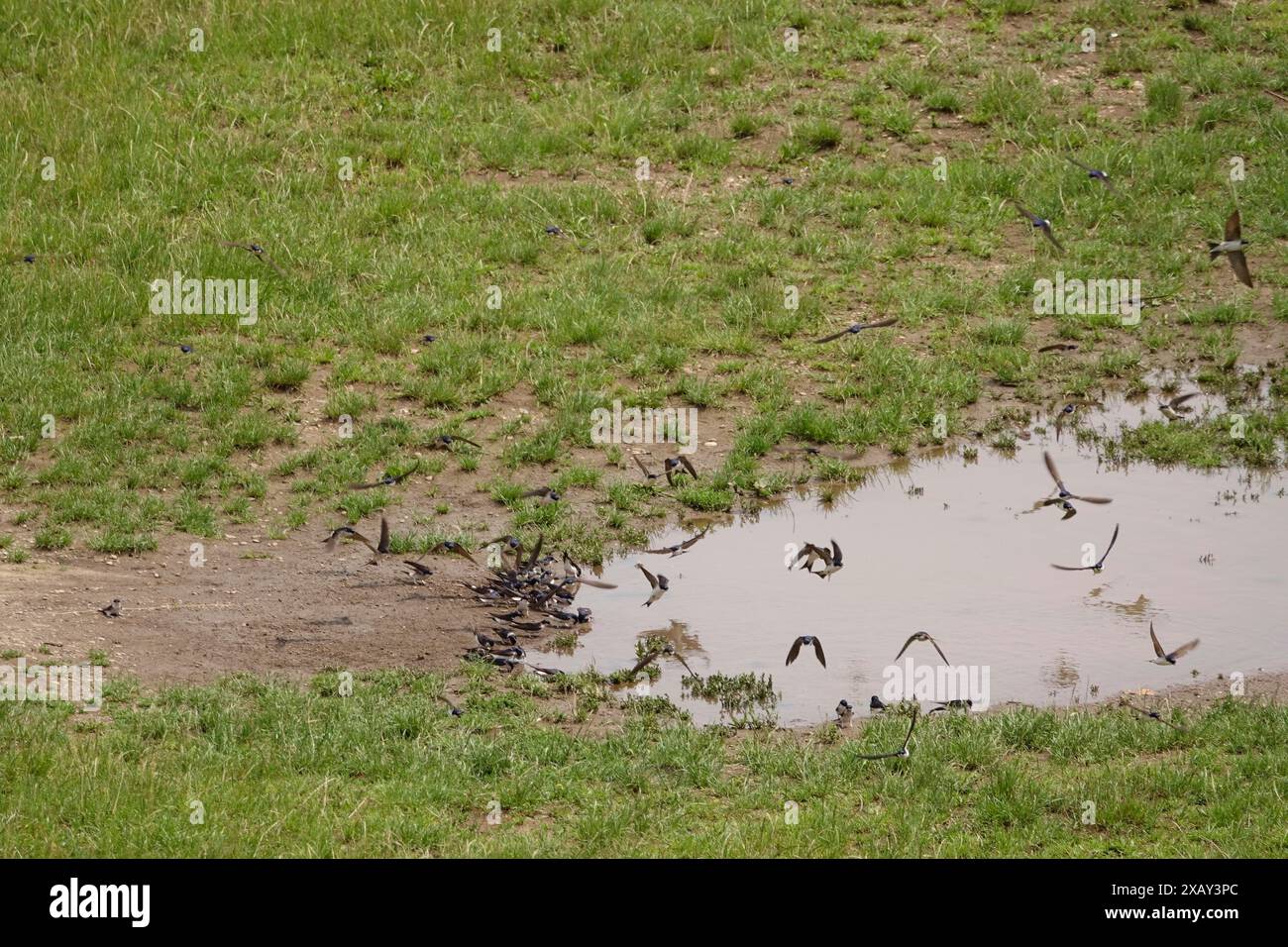 Swallows At A Puddle June Germany Stock Photo Alamy