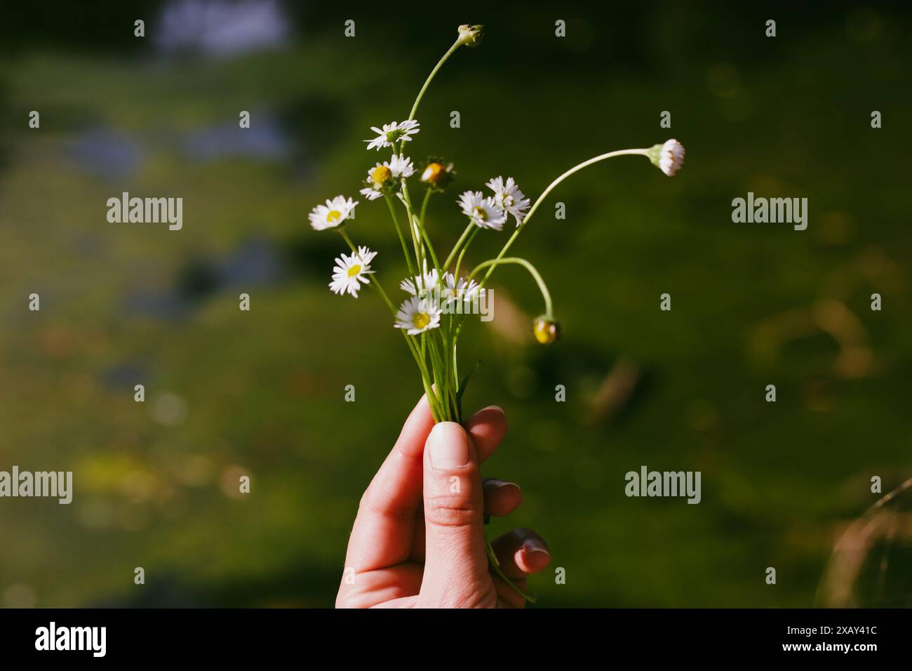 Bouquet of white daisy flowers in woman hand against green water in a ...