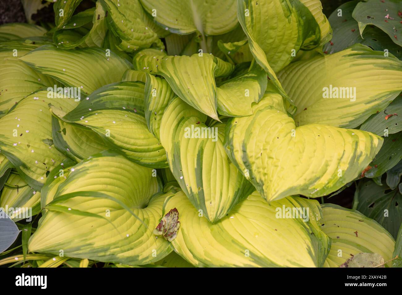 Leaves of a funkia (Hosta, Emerald Tiara), Bavaria, Germany Stock Photo ...