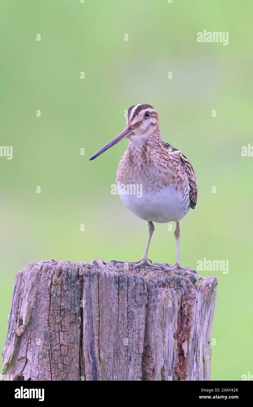 Common snipe (Gallinago gallinago), standing on a pasture fence, snipe ...