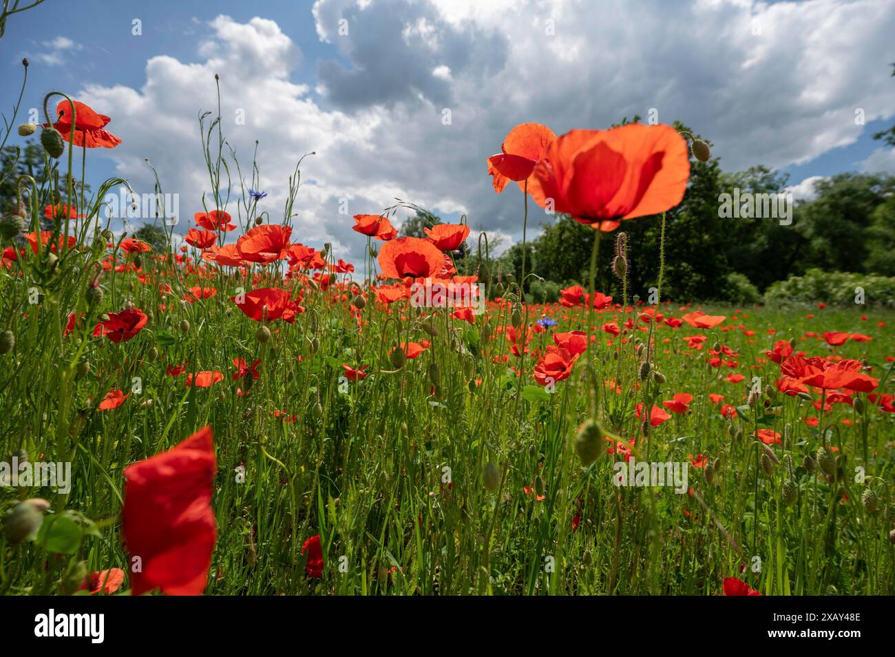 Flowering poppy (Papaver Rheos) in a field, Bavaria, Germany Stock ...