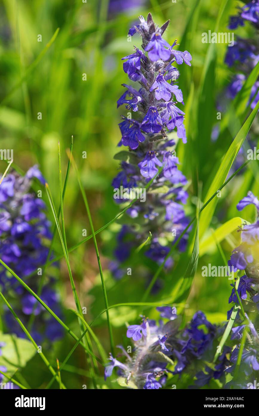 Blue bugle (Ajuga genevensis), Bavaria, Germany Stock Photo - Alamy