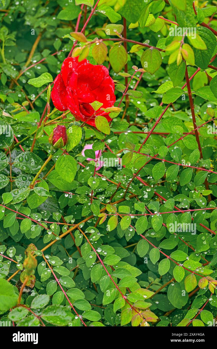 Red rose spring hi-res stock photography and images - Alamy