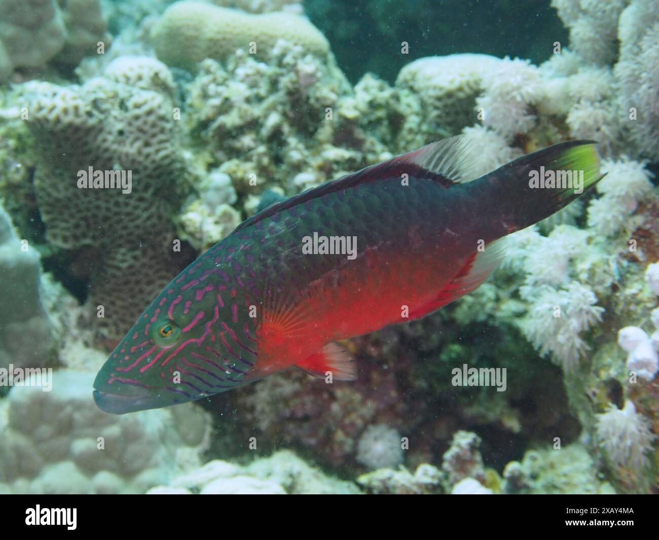 Colourful fish with red and green colouring, cheek stripe wrasse ...