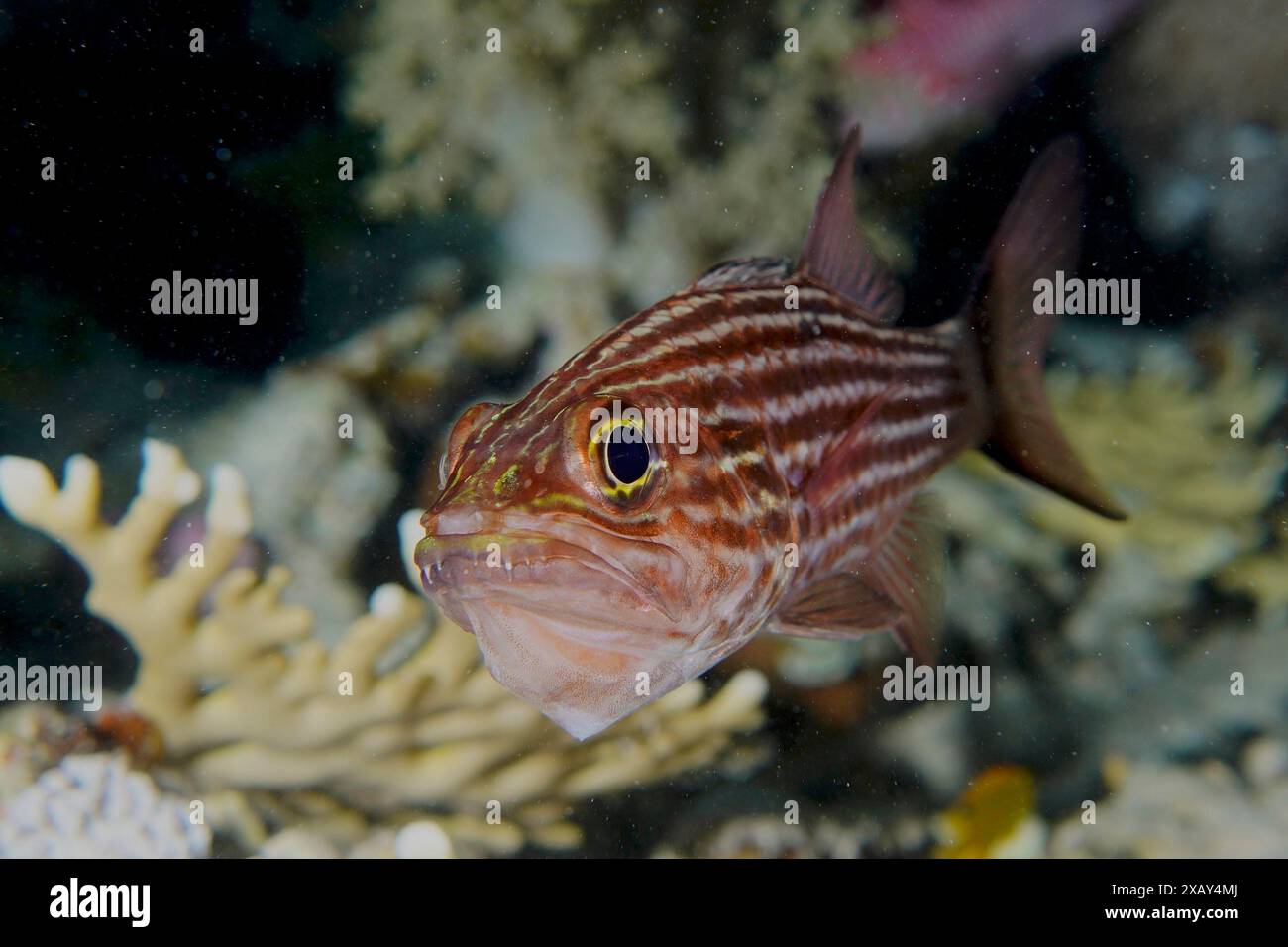 Largetoothed cardinalfish hi-res stock photography and images - Alamy