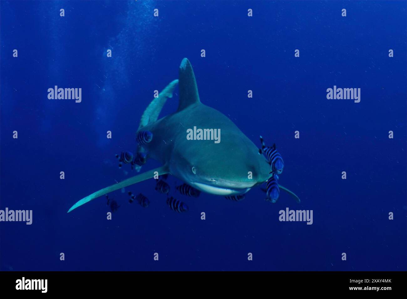 Deep sea fish dark hi-res stock photography and images - Alamy