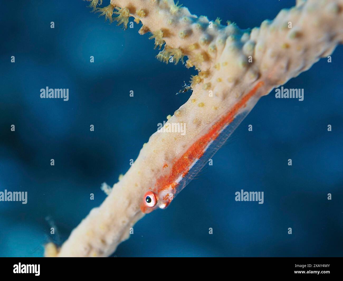 Coral coloured house hi-res stock photography and images - Alamy