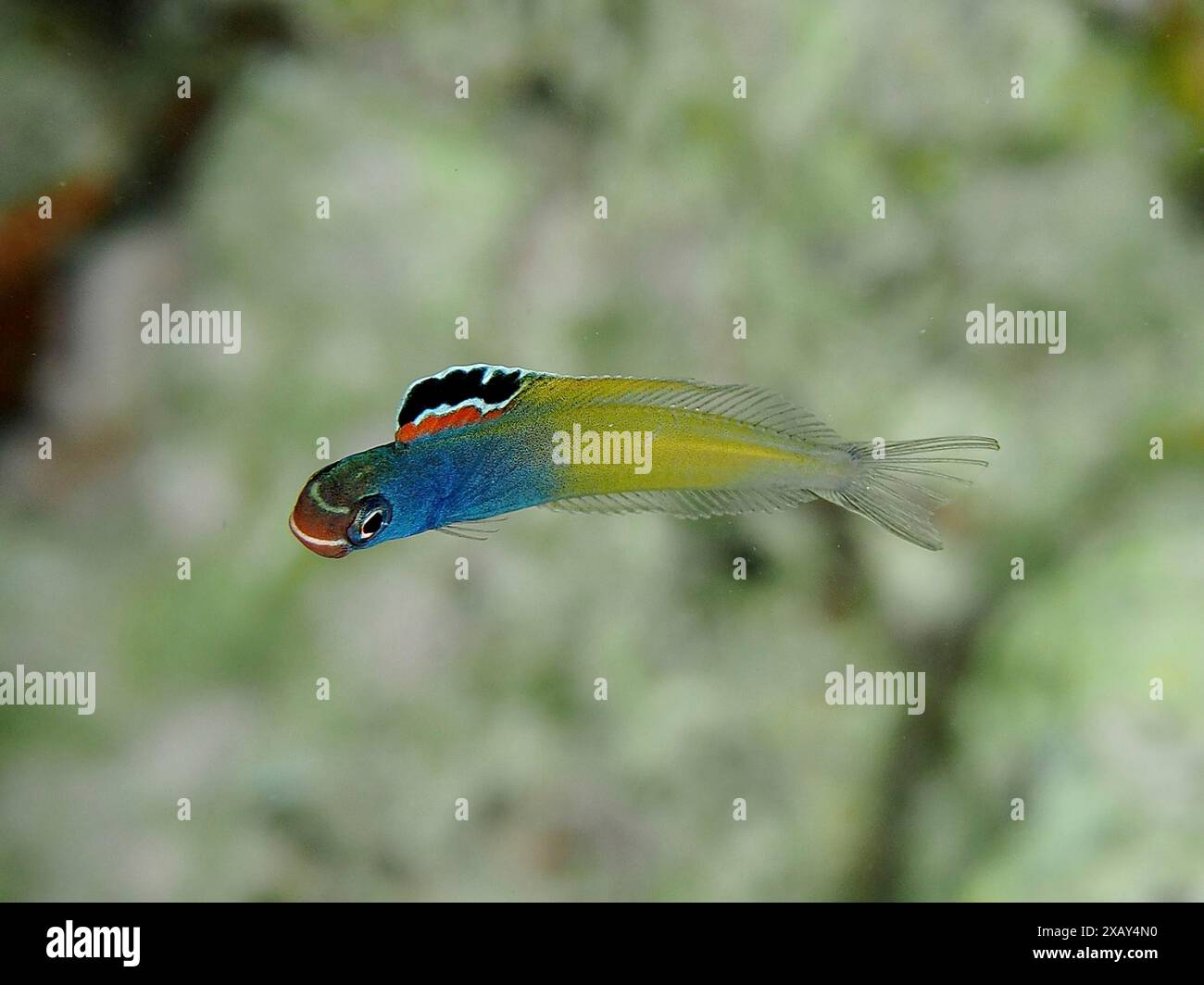 Colourful little fish, Townsend's sabretooth (Plagiotremus townsendi ...