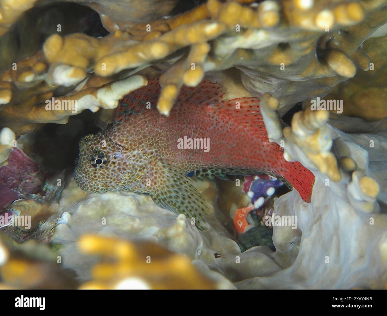 A colourful fish, leopard crested tusk (Exallias brevis), hides between ...