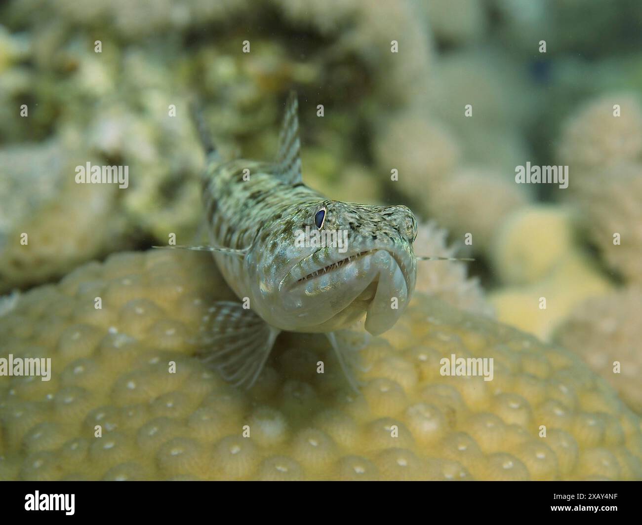 Close-up of variegated lizardfish (Synodus variegatus) on coral bottom ...