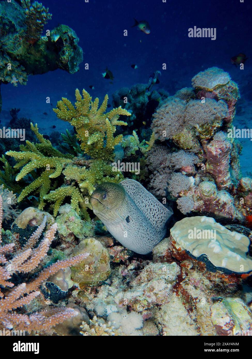 Giant Moray moray (Gymnothorax javanicus) in the coral reef, surrounded ...