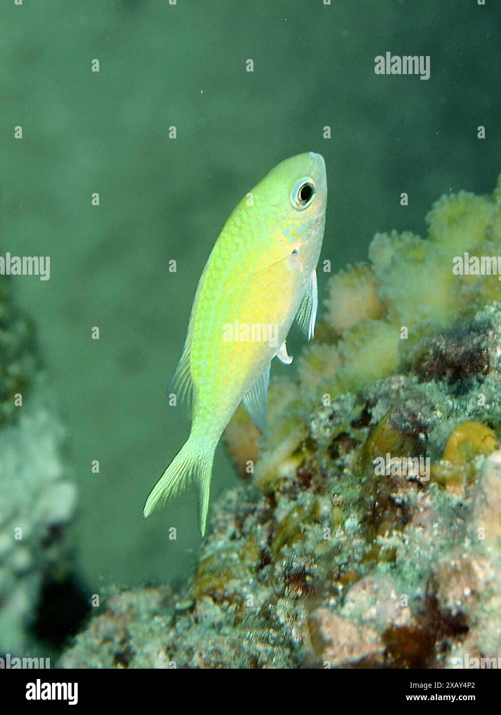 A small green fish, green swallowtail (Chromis viridis), swims next to ...