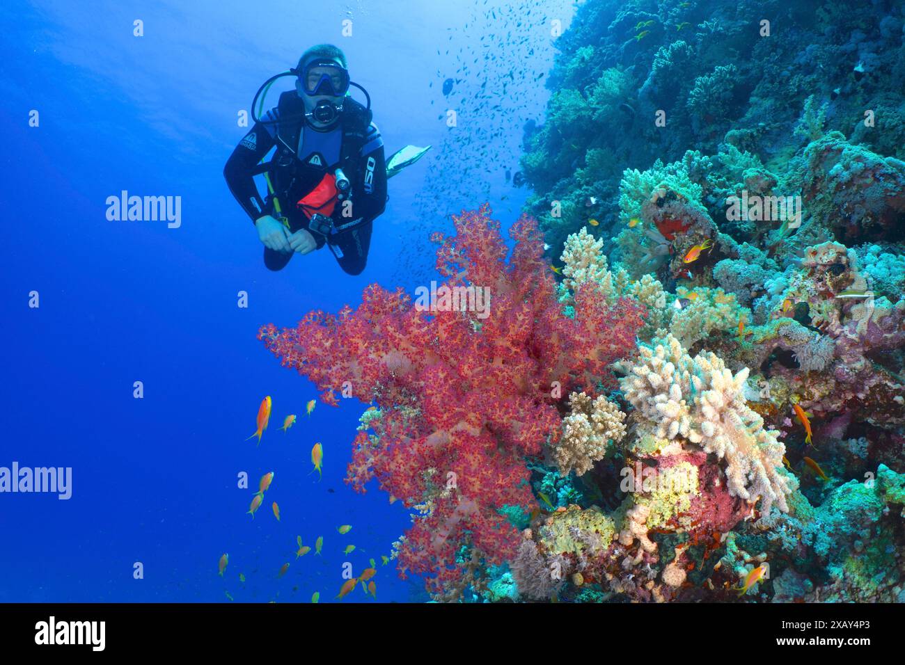 A diver explores the colourful coral reef with Hemprich's Tree Coral ...