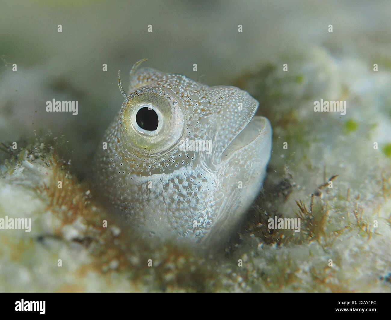 A small fish, blue-bellied combtooth (Alloblennius pictus), looks ...