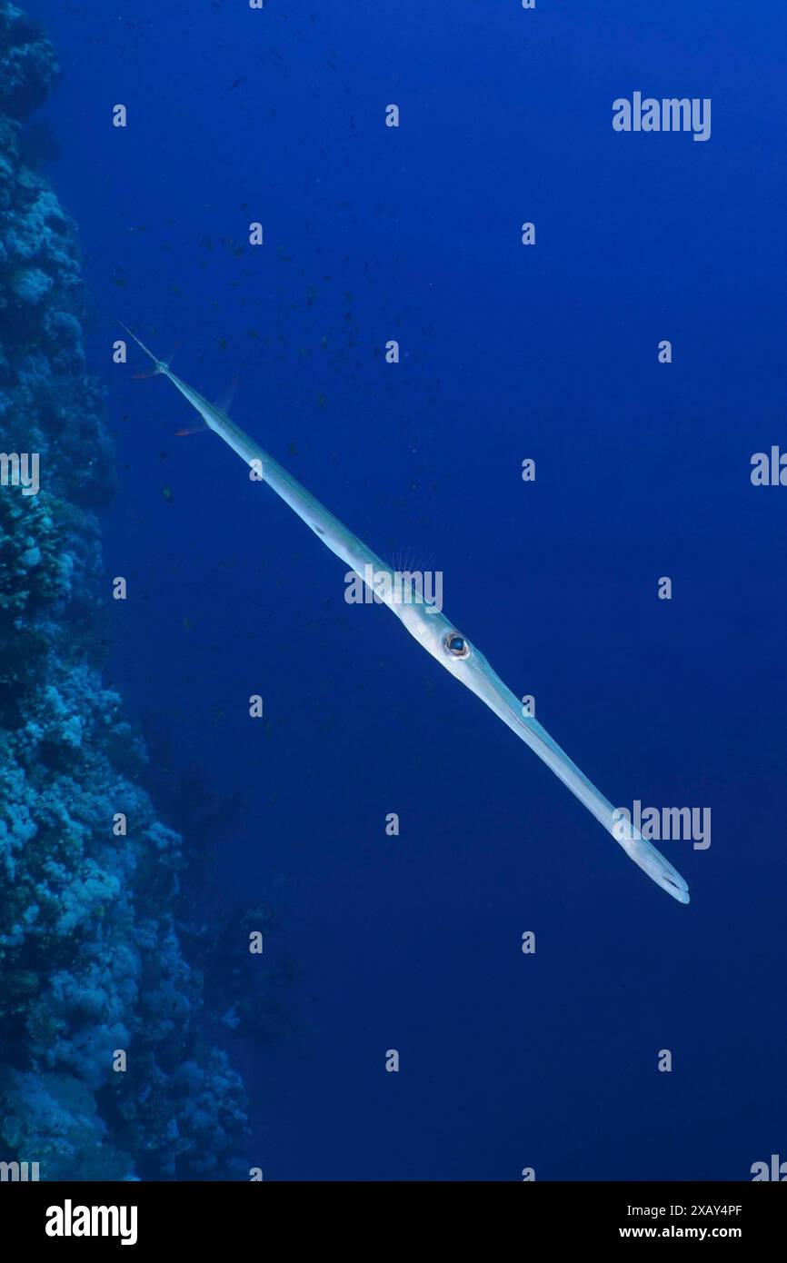 A Bluespotted Cornetfish (Fistularia commersonii) swims parallel to a ...