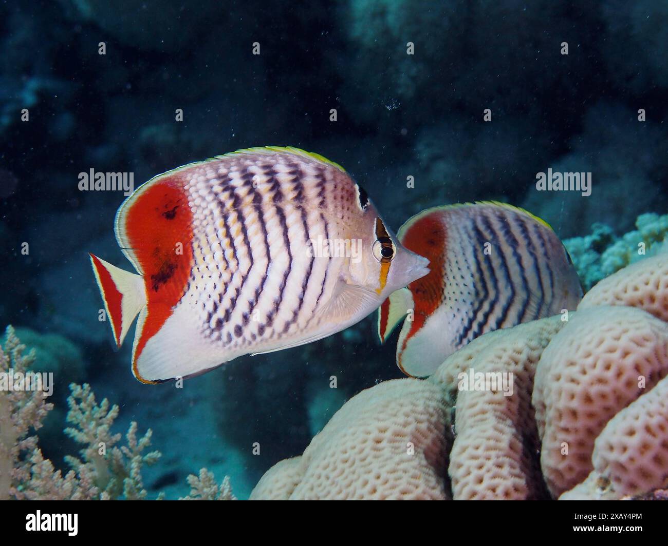 A pair of eritrean butterflyfish (Chaetodon paucifasciatus ...
