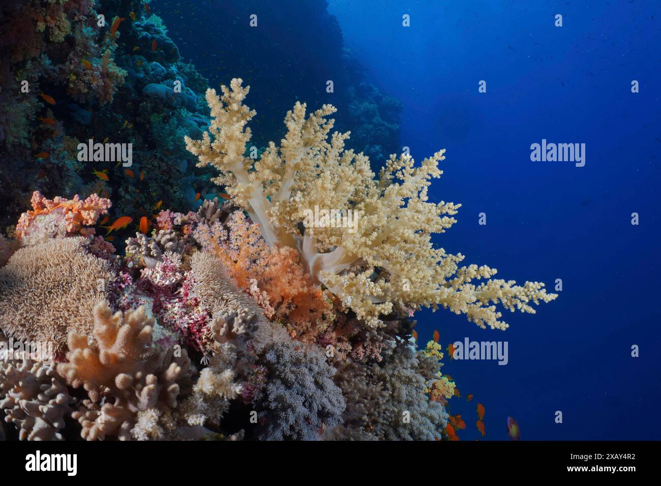 A coral reef in the sea shows colourful corals, broccoli trees ...