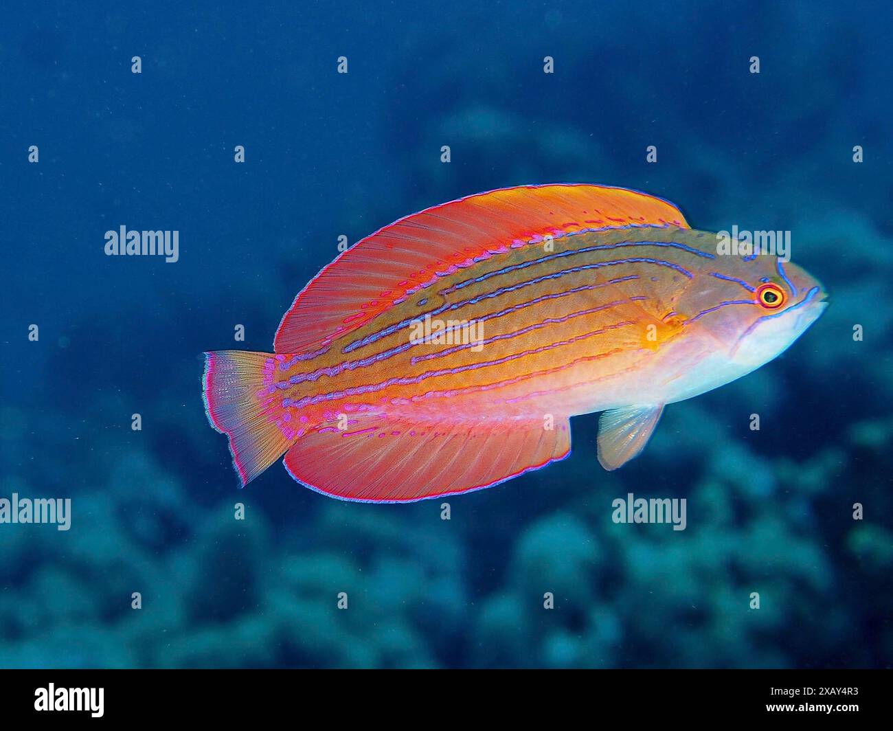 Colourful Red Sea dwarf wrasse (Paracheilinus octotaenia) with red ...