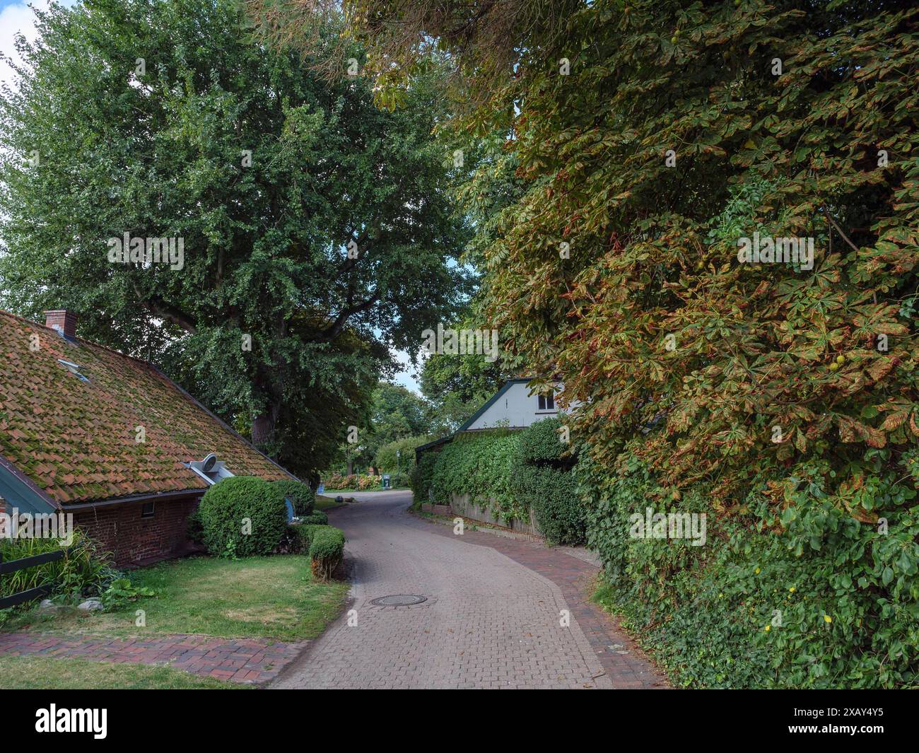 A rural road lined with trees and houses with green hedges, Spiekeroog ...