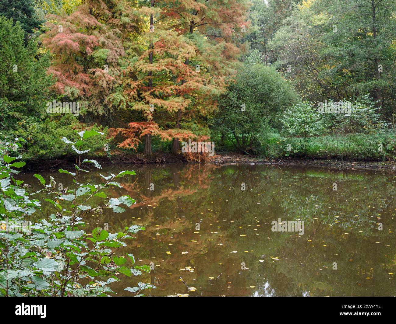 Peaceful pond reflections in water hi-res stock photography and images ...