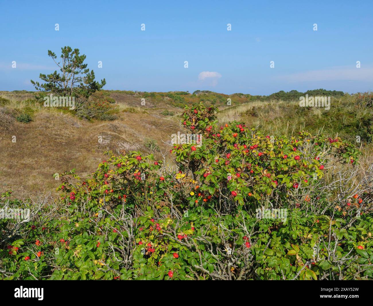Natural landscape with green bushes full of berries, hilly dune ...