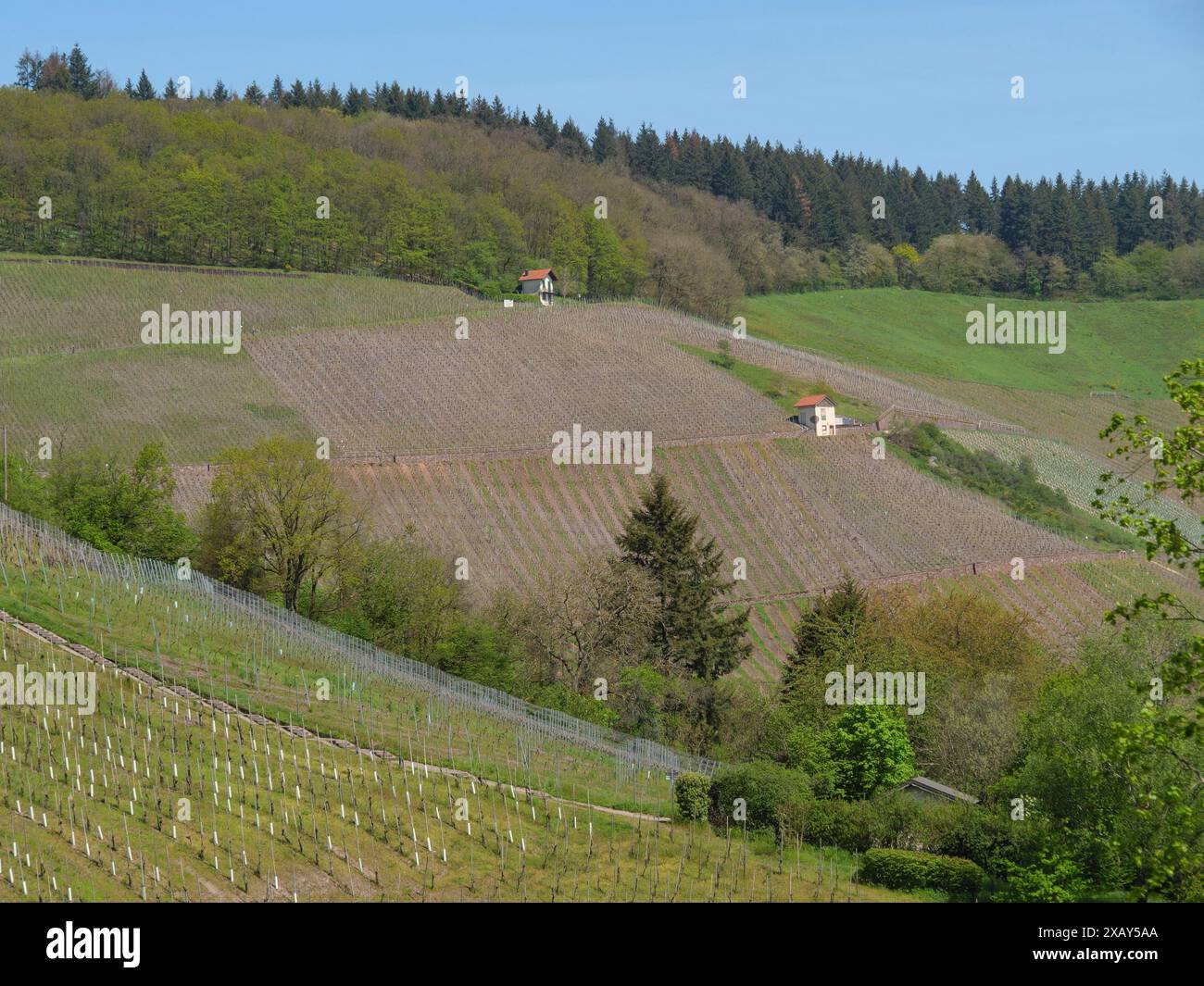 View of rolling hills with densely planted vineyards, forests and ...