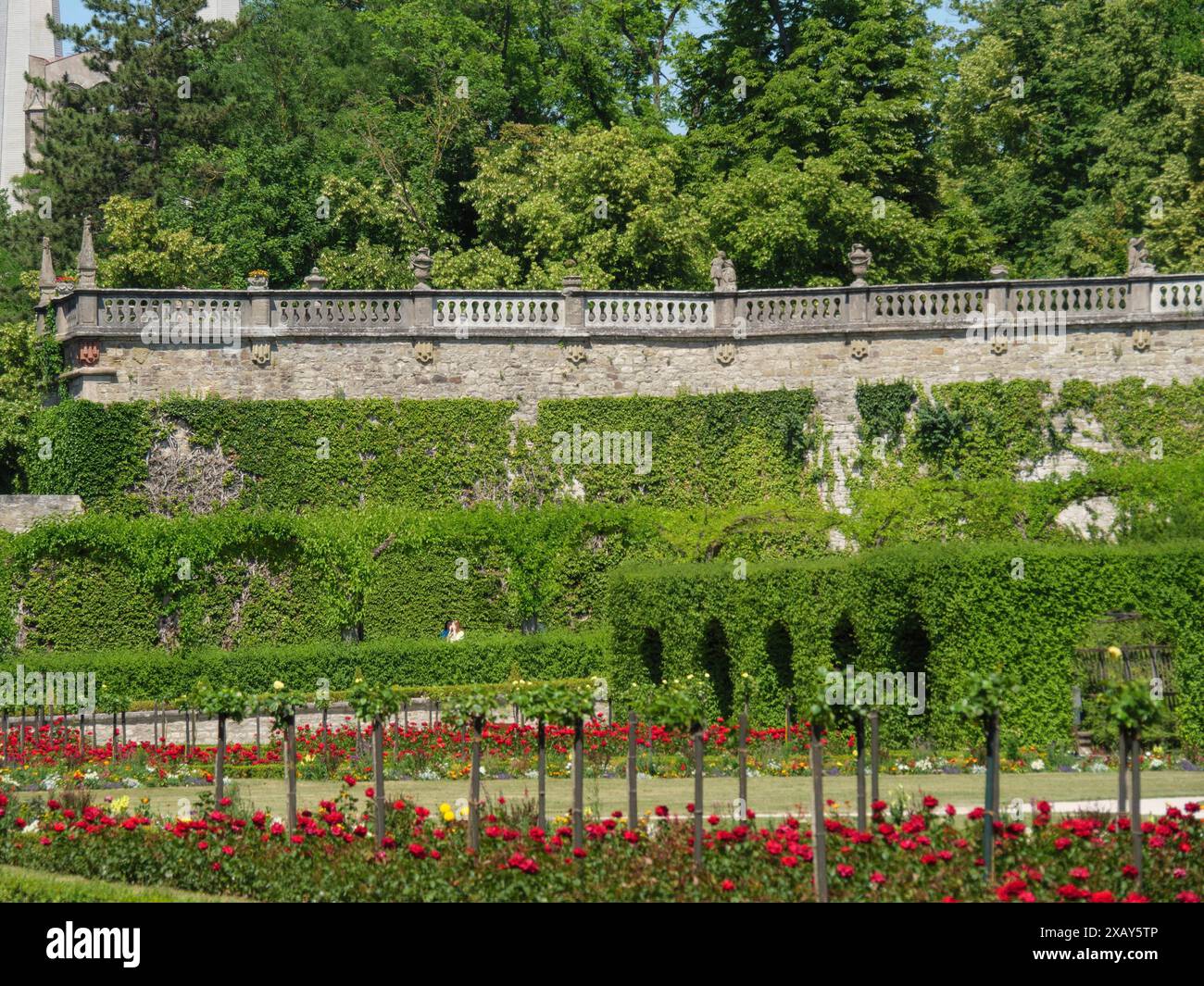 A picturesque garden with blooming red roses, surrounded by green ...