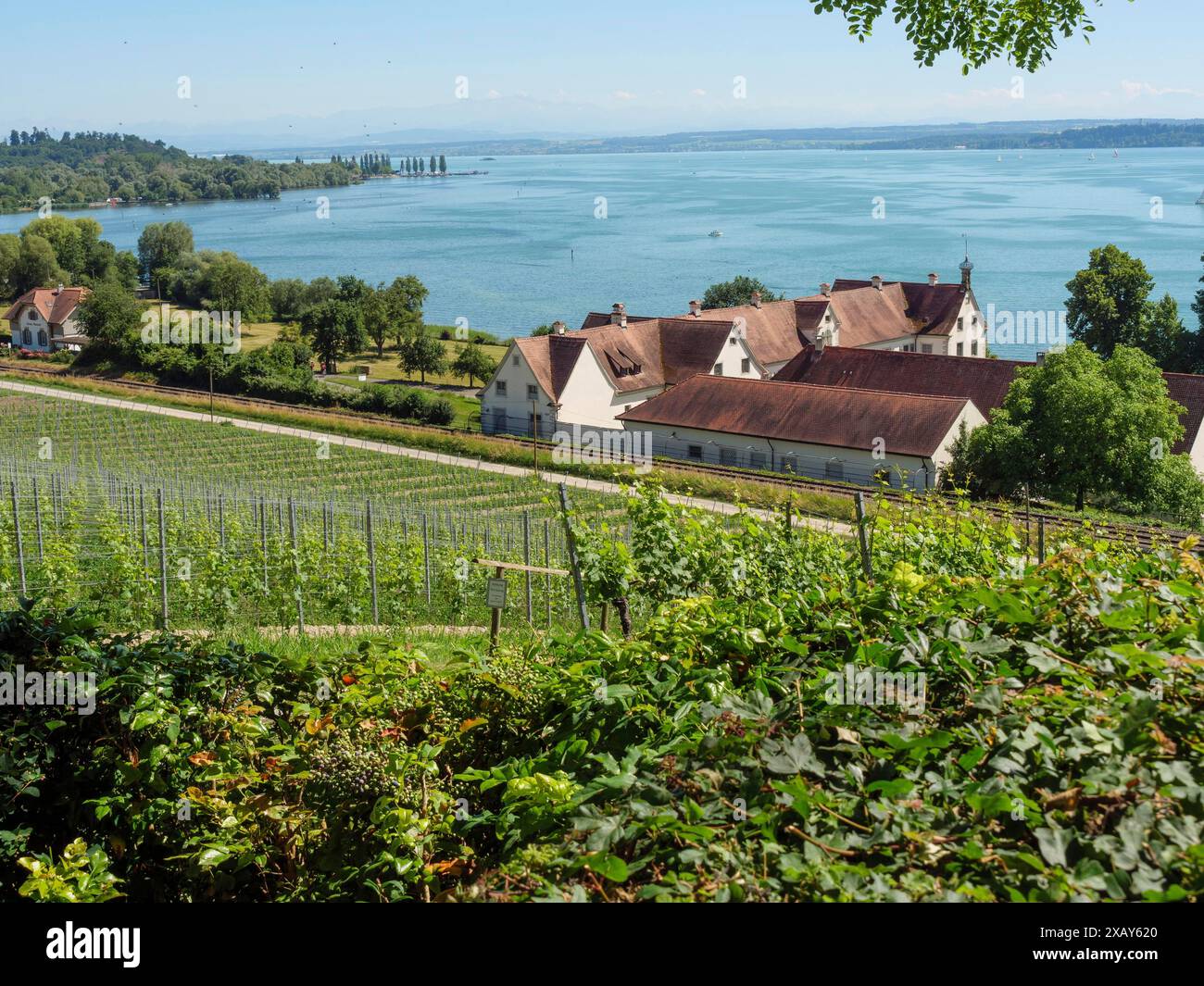 Panoramic view of a lakeside village surrounded by vineyards and trees ...