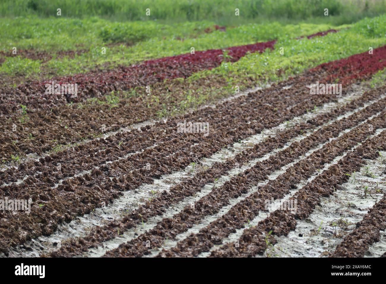 Crop failure hi-res stock photography and images - Alamy