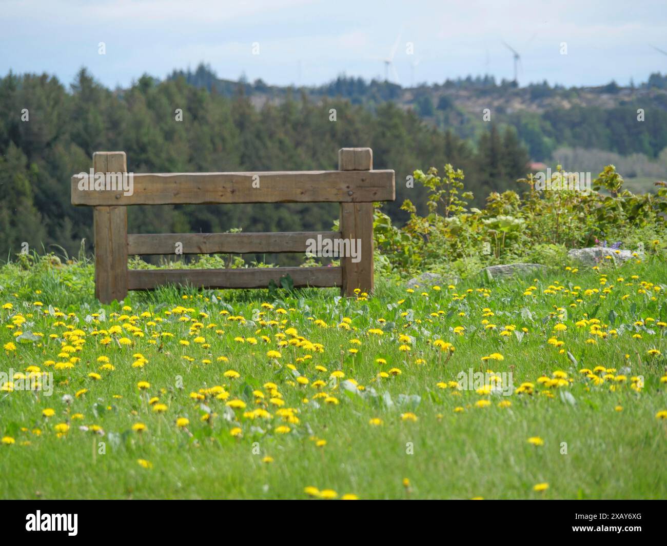Wooden bench in the middle of a blooming meadow with yellow flowers in ...