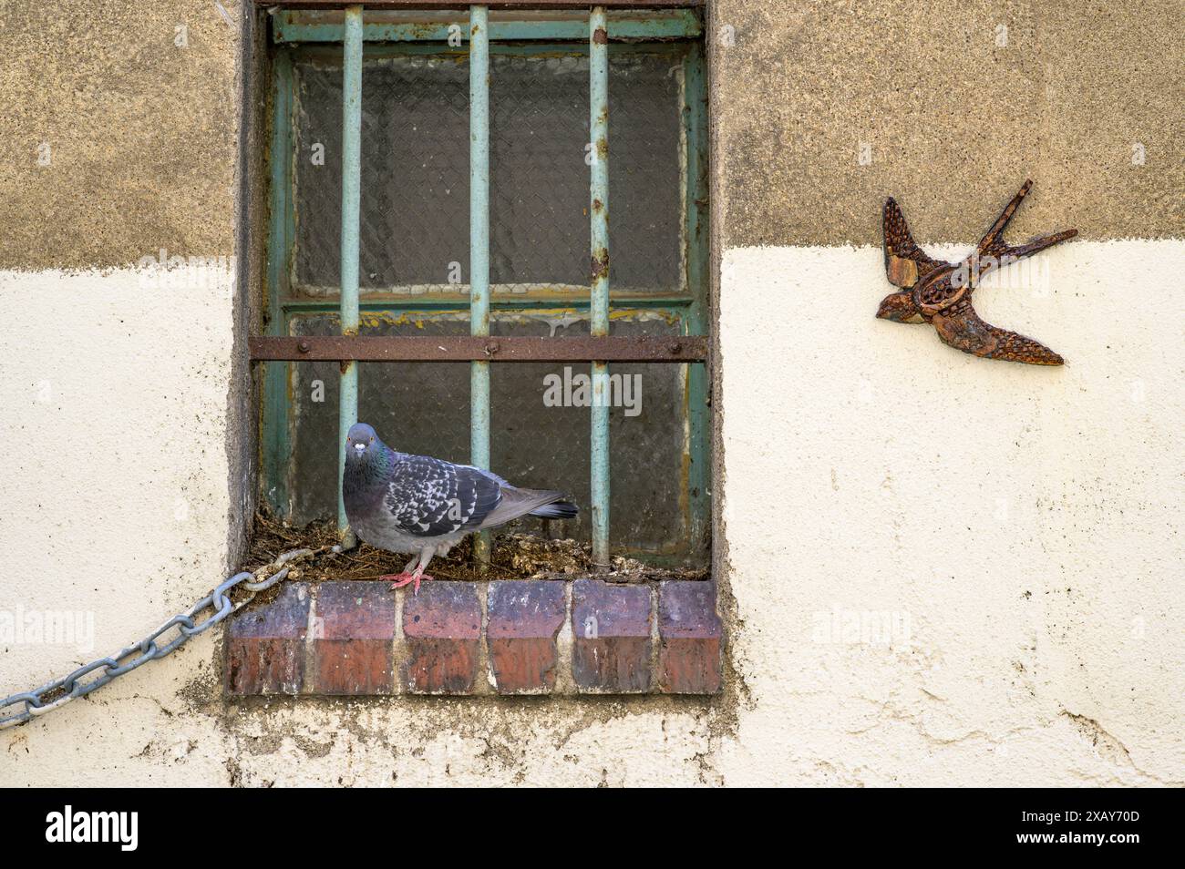 Pigeon on a window sill with a bird decoration on a wall Stock Photo ...