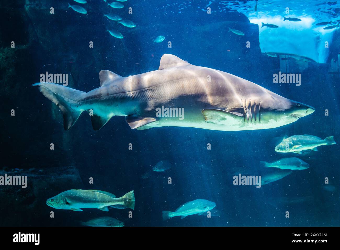 Shark in aquarium with sun rays Stock Photo - Alamy