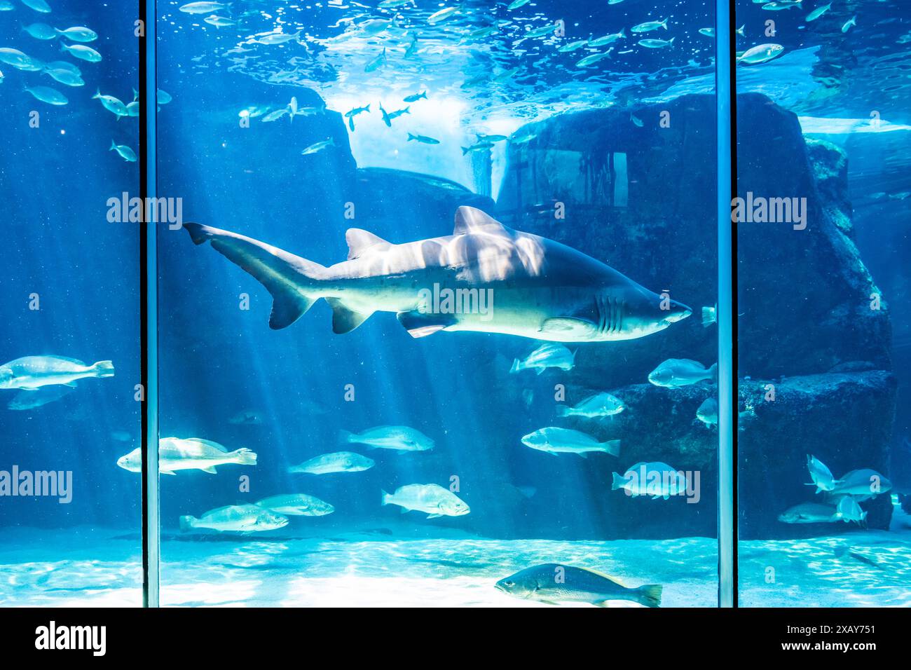 Rays fish swimming in aquarium hi-res stock photography and images - Alamy