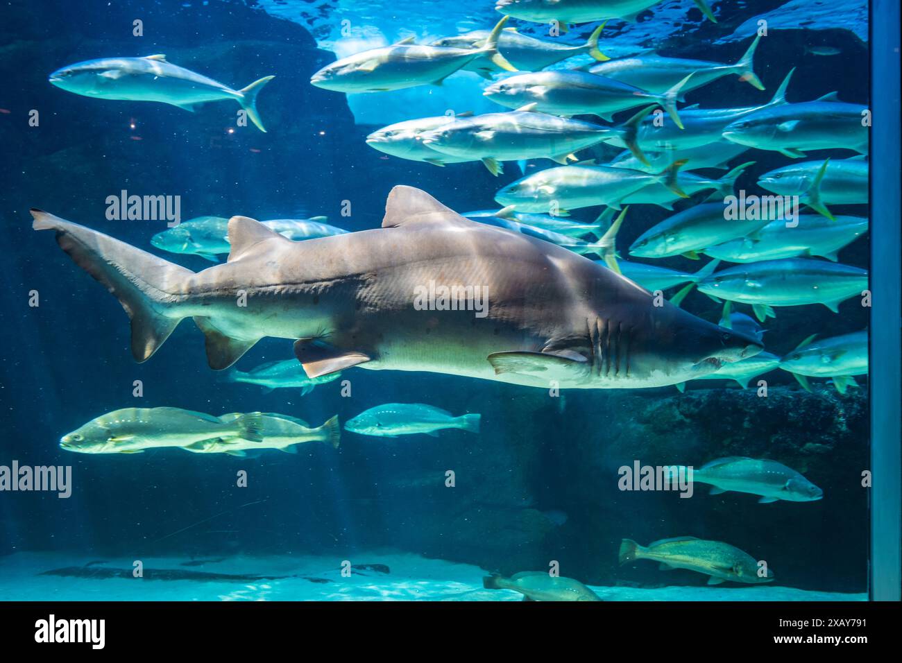 Shark in aquarium with sun rays Stock Photo - Alamy
