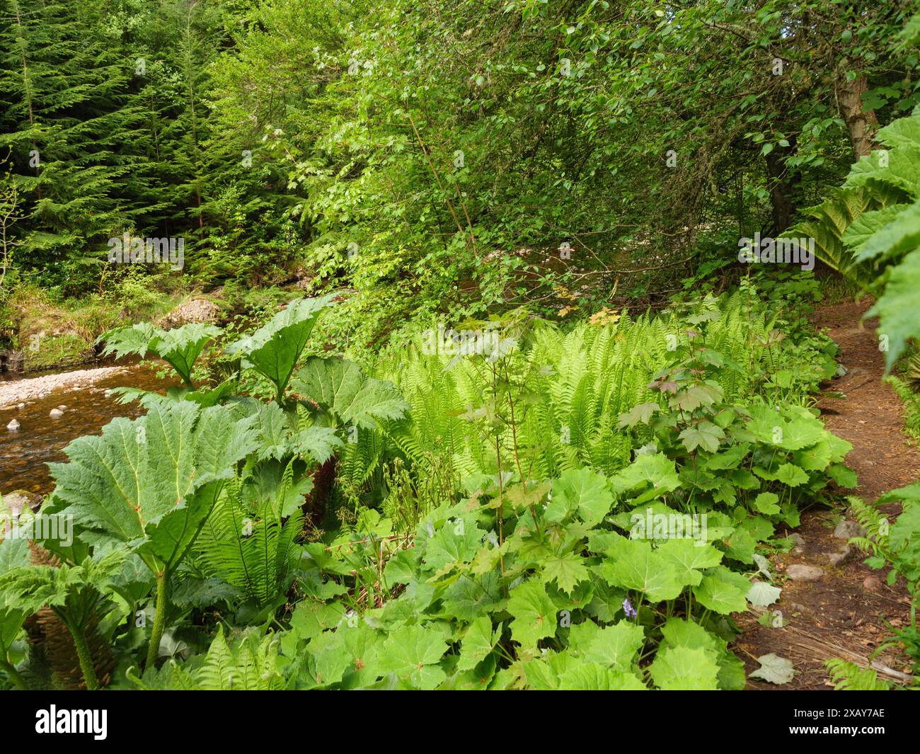 Lush plants and trees along a narrow path in a green forest, inverness ...