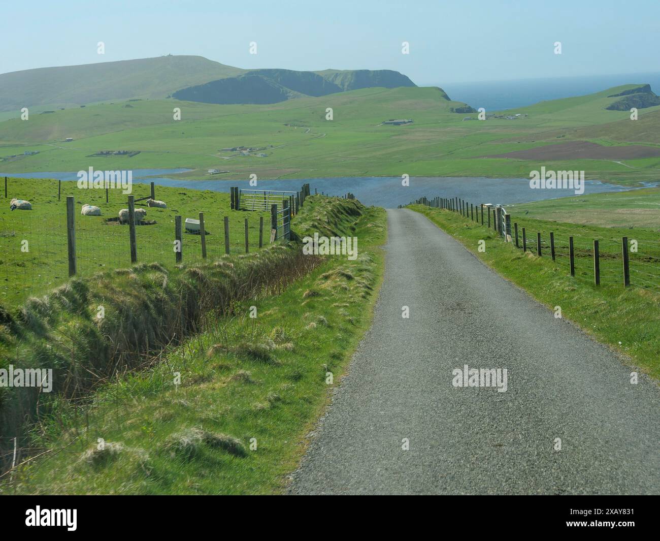 Rural road leads past a sheep pasture through green hills under a clear blue sky, Lerwick ...