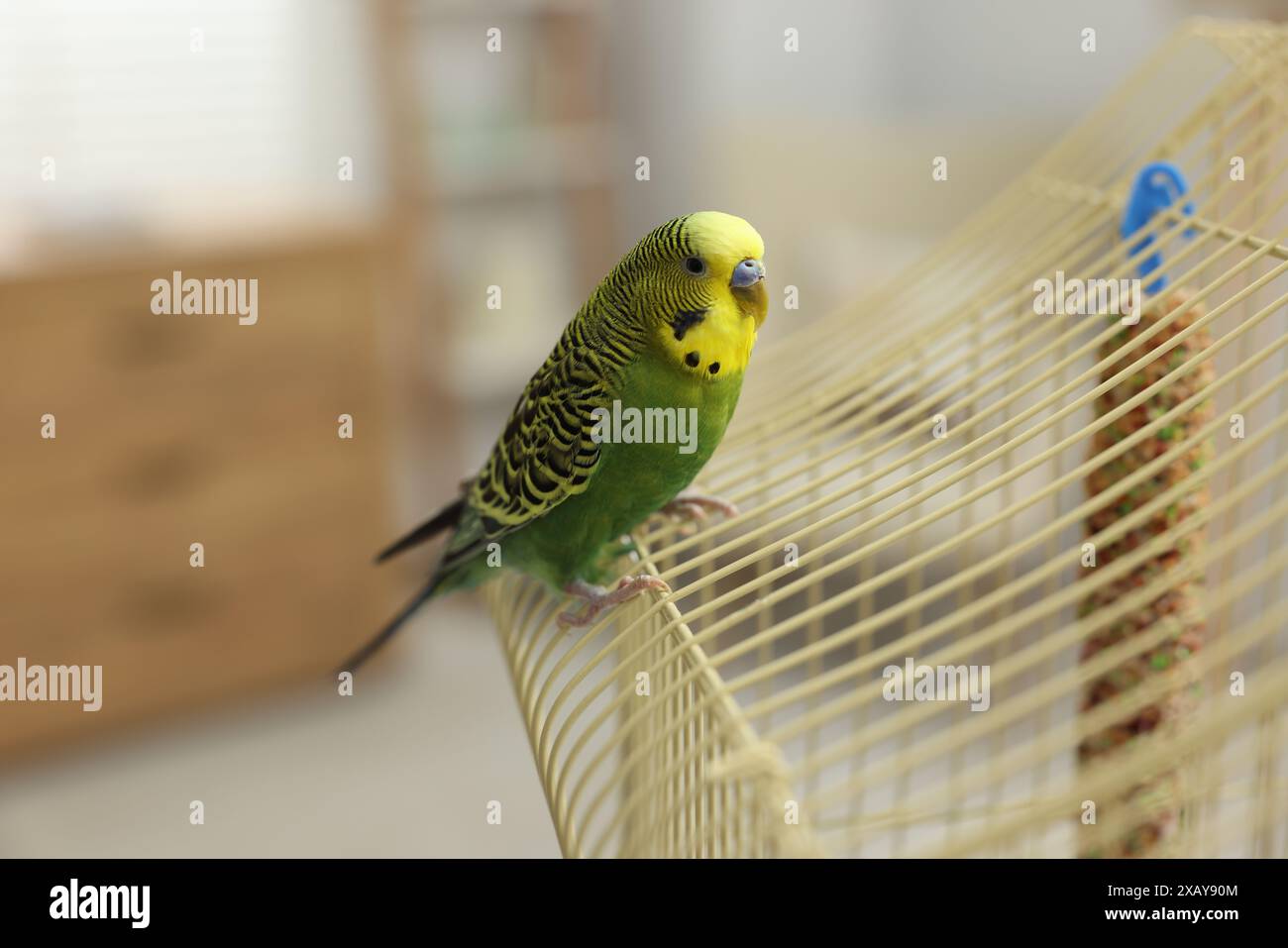 Pet parrot. Beautiful budgerigar sitting on cage indoors, space for ...